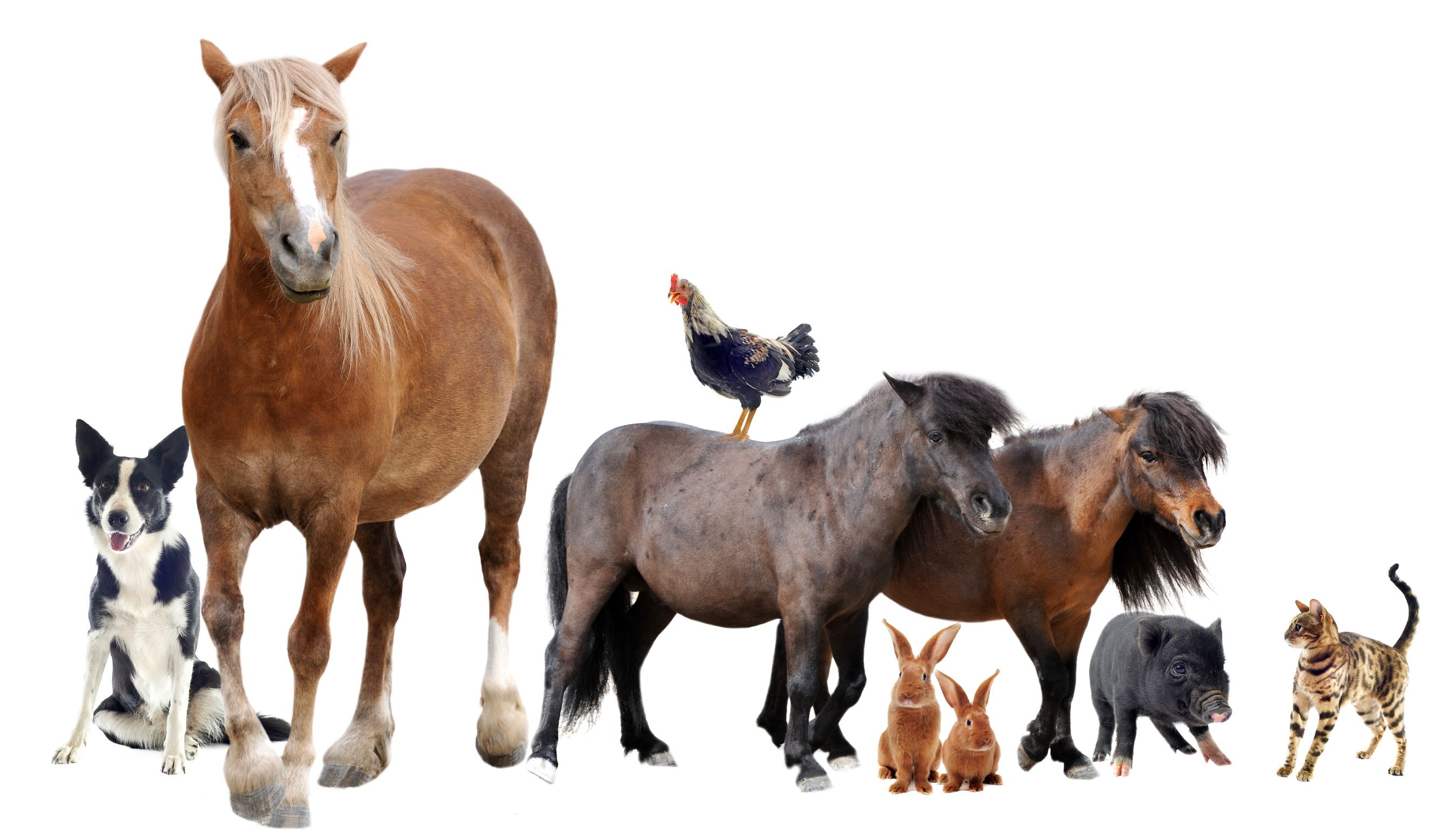 4-H CAMP: EXPLORING PETS AND ANIMAL SCIENCE | Parkesburg Library